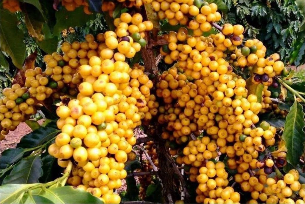 Nance 2020 "La fruta Tropical Controversial - Ver Panamá