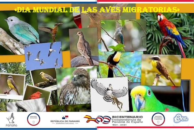 Aves Migratorias "Avistamiento 2021" - Ver Panamá